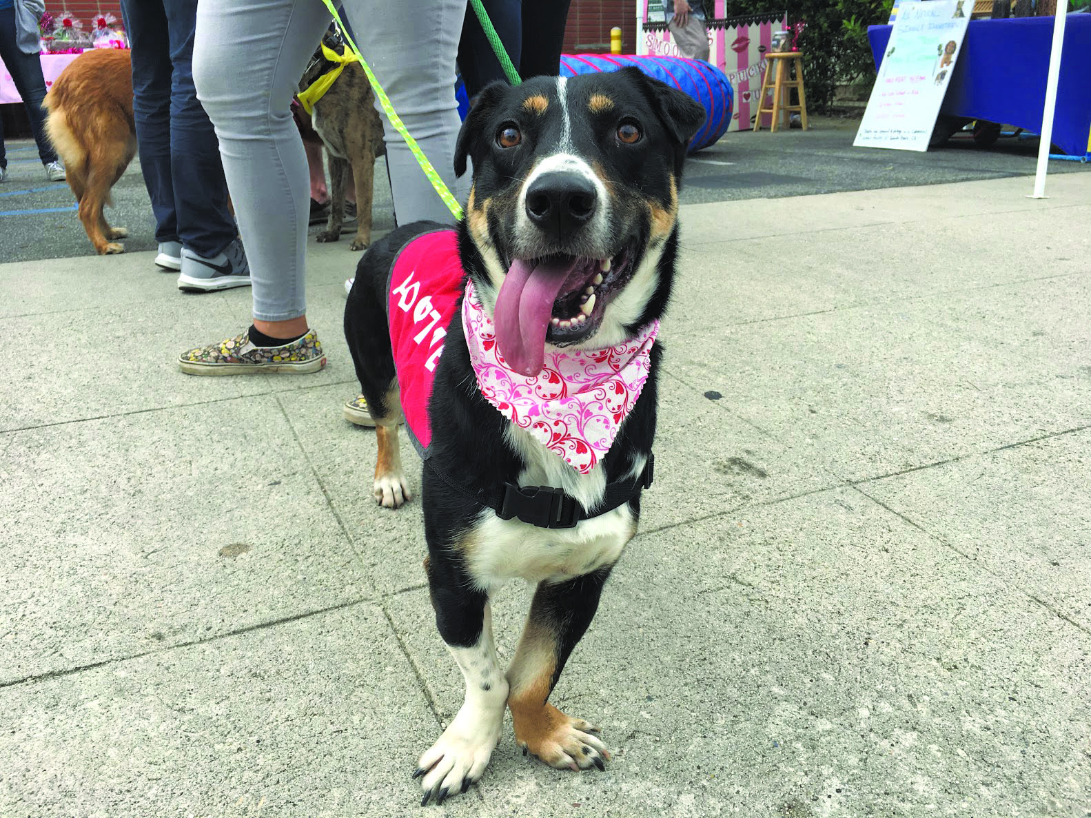 Smooching Pooches: Dog Kissing Booth Highlights Puppy Adoptions on the ...